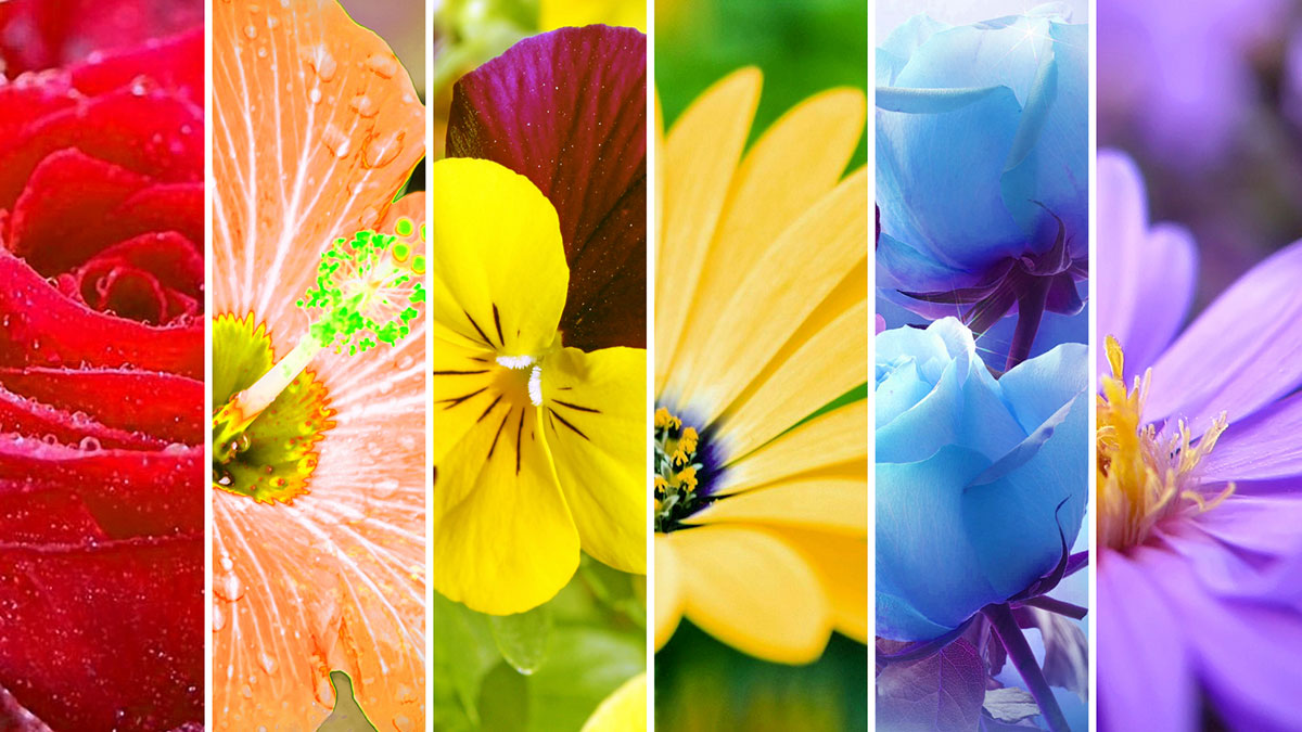 Making a Color/Shape Collage - Lesson Plan - KET Education